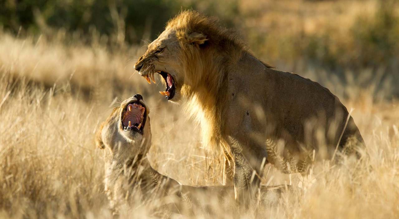 Big Cat Show Safari - Masai Mara And Serengeti - Discover Africa Wildlife
