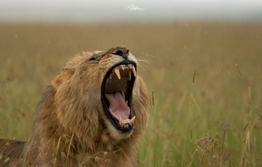 10 Interesting Facts About African Lions - Discover Africa Wildlife