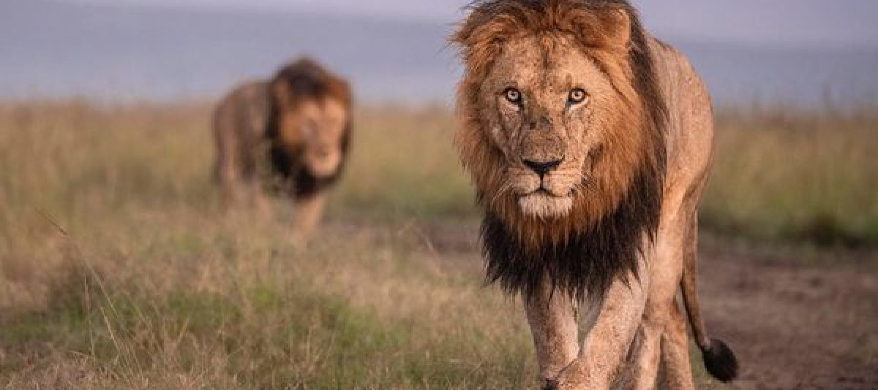 10 Interesting Facts About African Lions - Discover Africa Wildlife